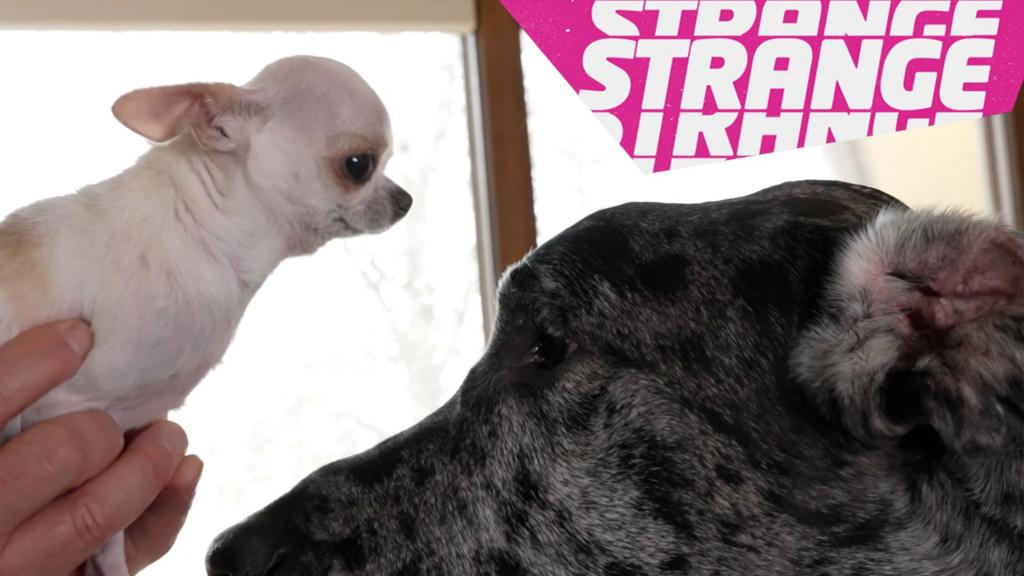 Strange News: The weirdest stories of the week - BBC Newsround