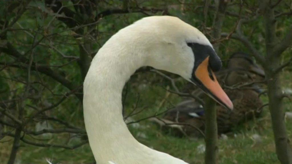 Swan shot with crossbow is released into the wild - BBC News