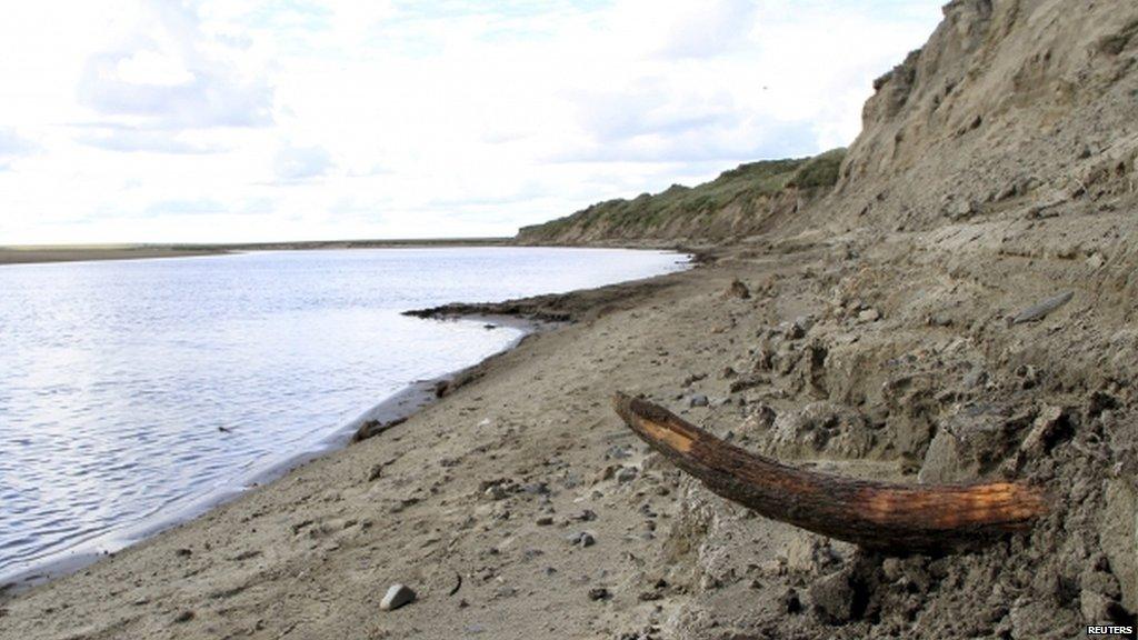 Why scientists want to bring back woolly mammoths - BBC News