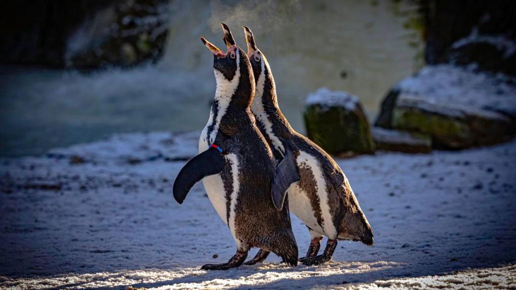 Snow 2026: Animals at Cotswold Wildlife Park enjoy a snow day - BBC ...