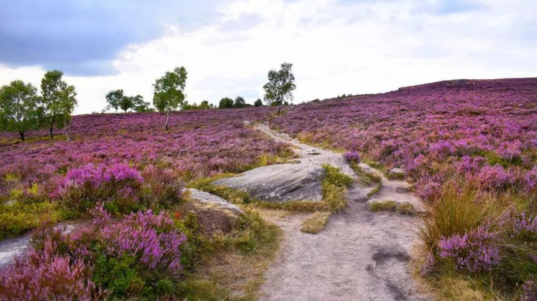 Heather blooms across Yorkshire moorland - BBC News