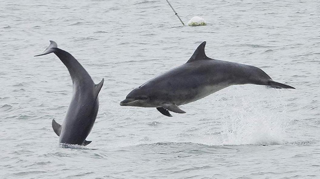 Wildlife watchers submit 5,000 photos of Yorkshire dolphins - BBC News