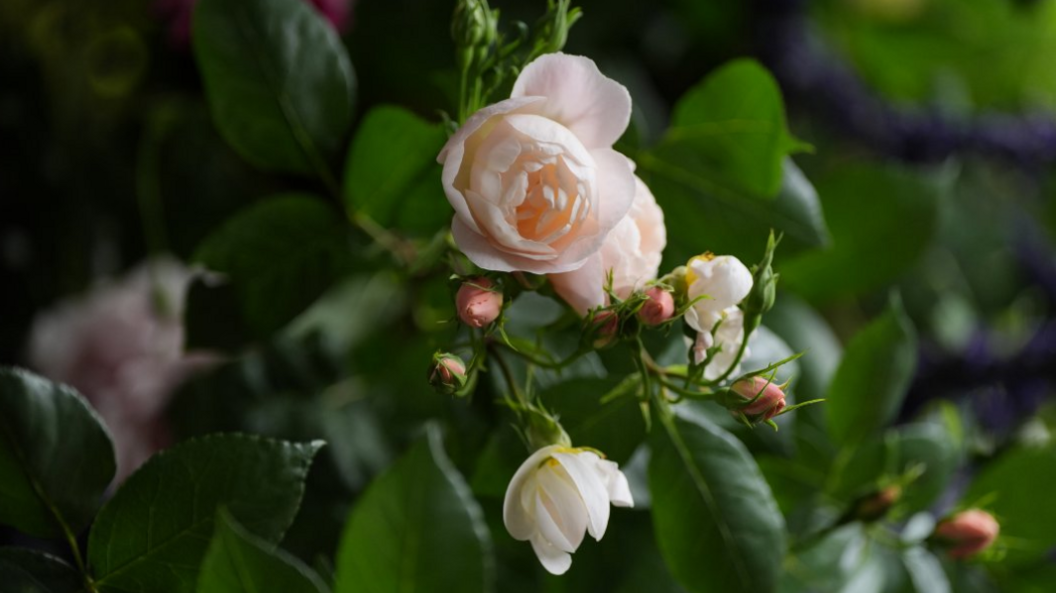 Sir David Beckham Rose unveiled after daughter Harper's request - BBC News