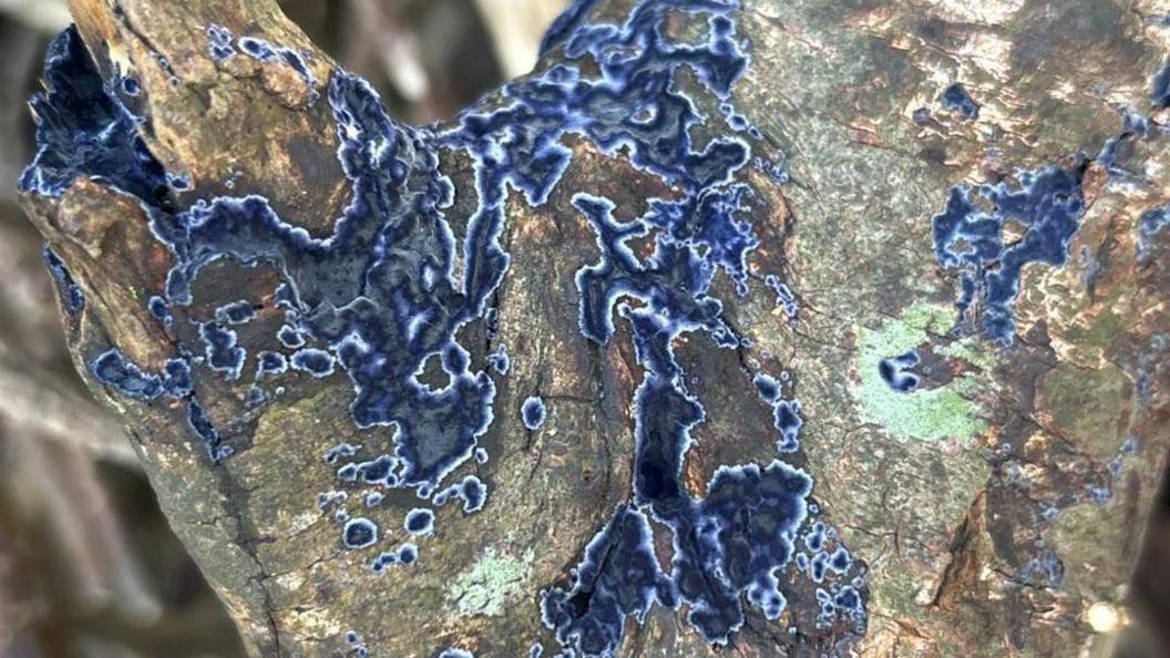 Rare fungus spotted for first time in 50 years - BBC News