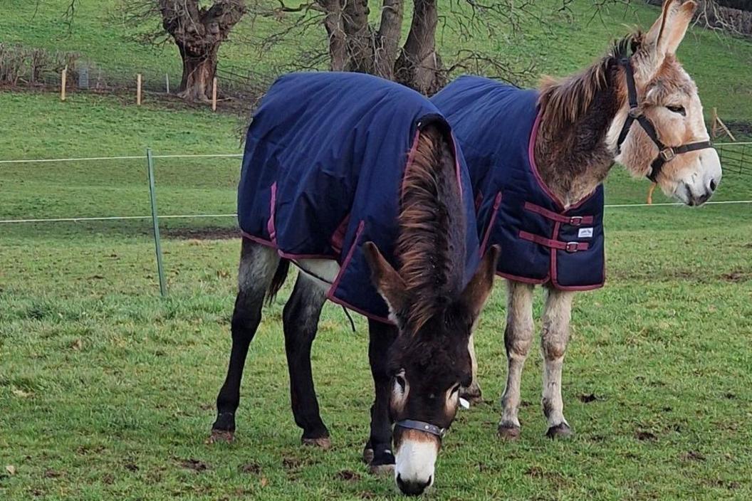 Rescued donkeys now living in 'luxury' at Worcester sanctuary - BBC News