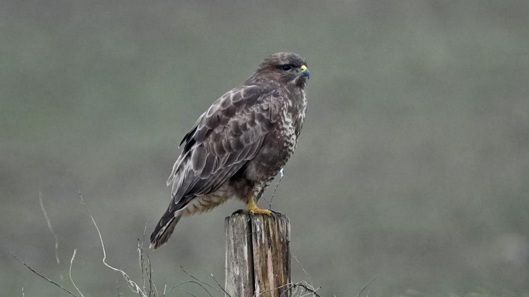 North Yorkshire gamekeeper admits beating buzzard to death - BBC News