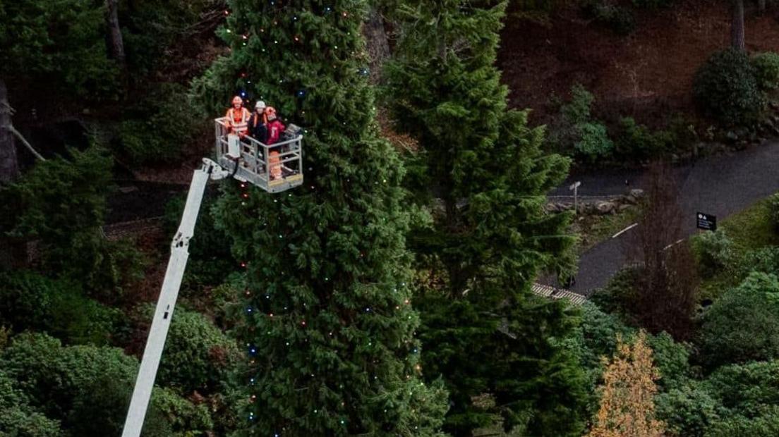 Decorating the world's tallest Christmas tree at National Trust ...