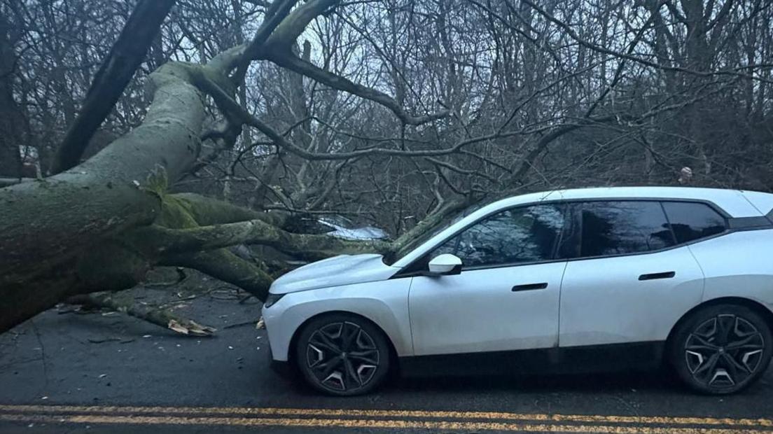 Falling tree that hit car in Coventry likely due to 'waterlogging ...