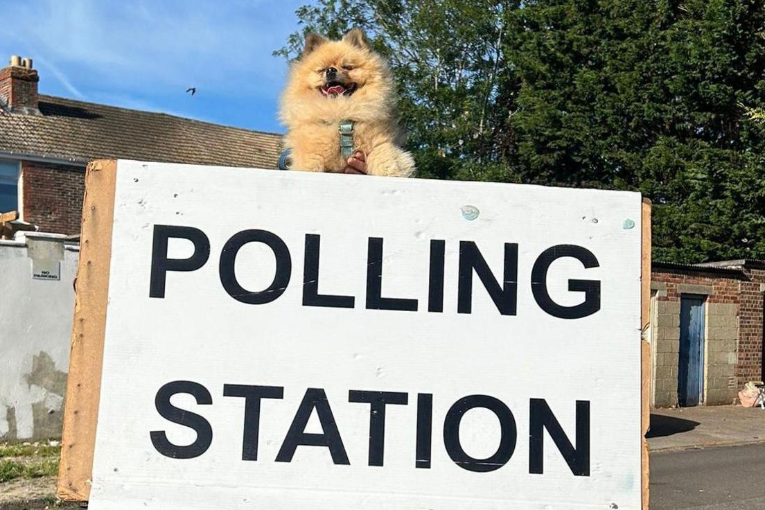 General election 2024: Check out these dogs at polling stations - BBC ...