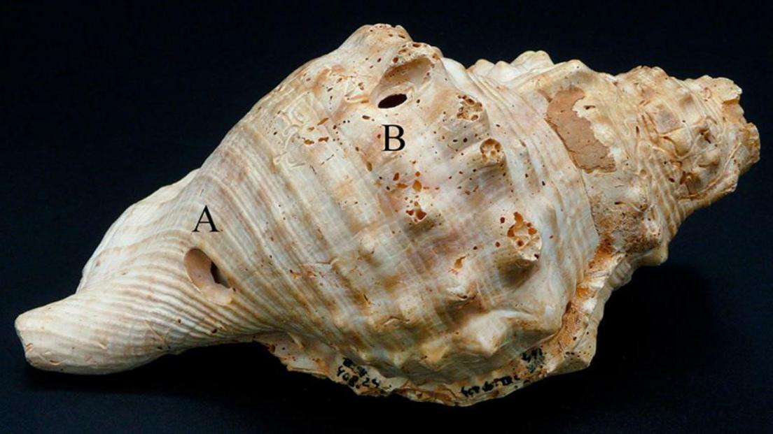 Could this ancient shell once have been a musical instrument? - BBC ...