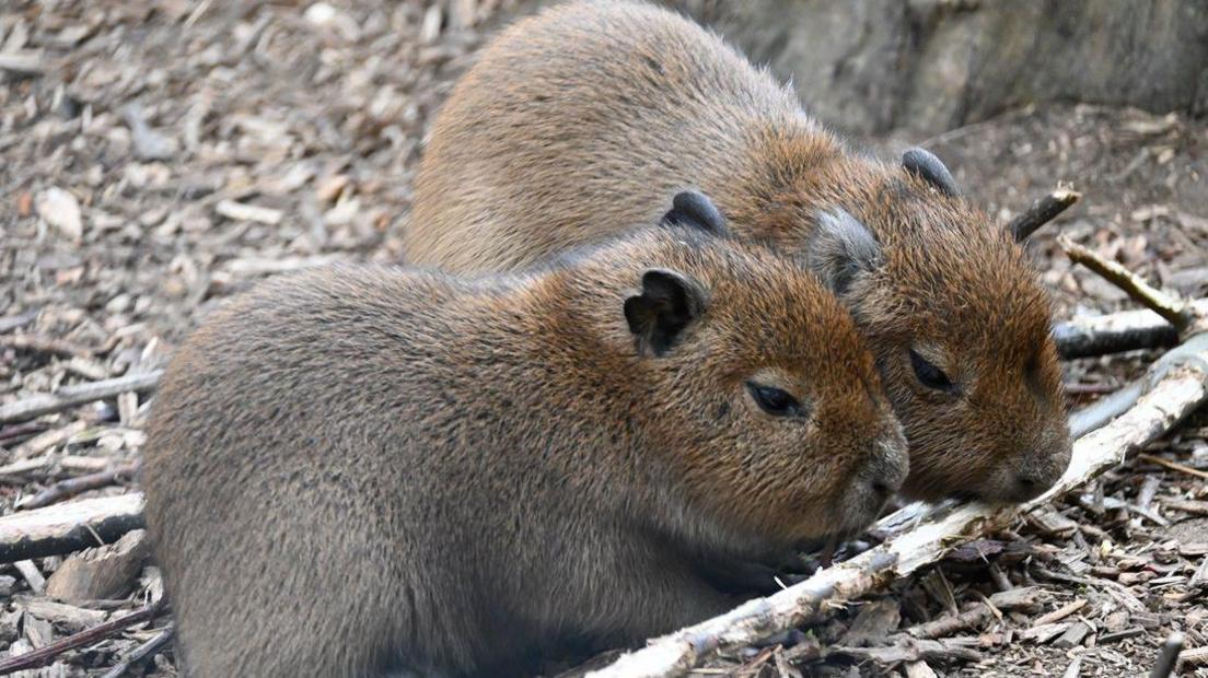 Wingham Wildlife Park baby capybaras are 'stealing hearts' - BBC News