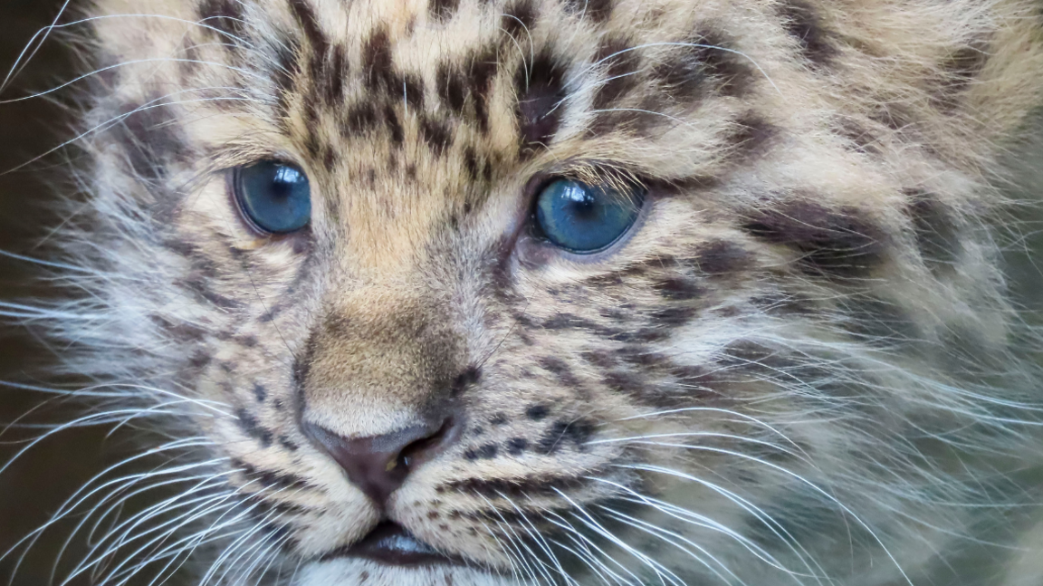 Rare Amur leopard cub born at Dartmoor Zoo is named - BBC News