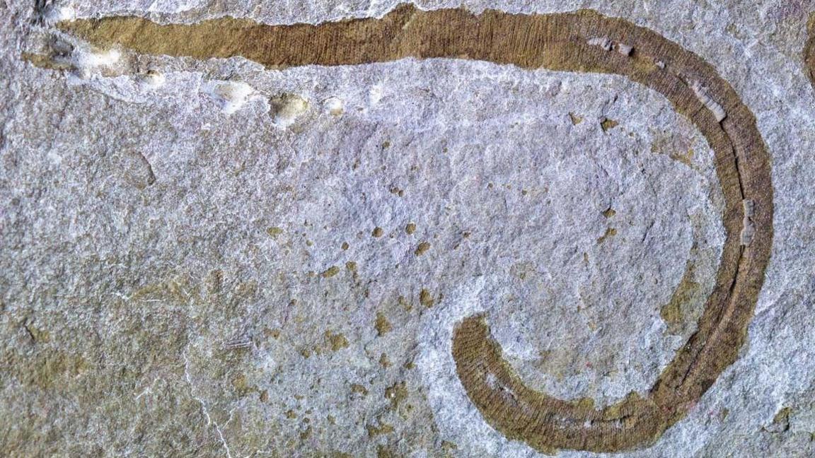 Ancient worm had 'retractable throat' and 'hooks on its head' - BBC ...