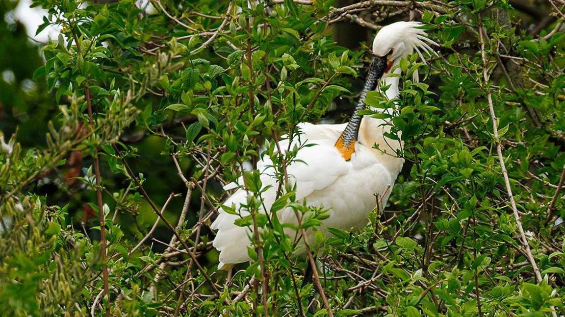 Rare spoonbill bird spotted at Rossmere Park, Hartlepool - BBC News