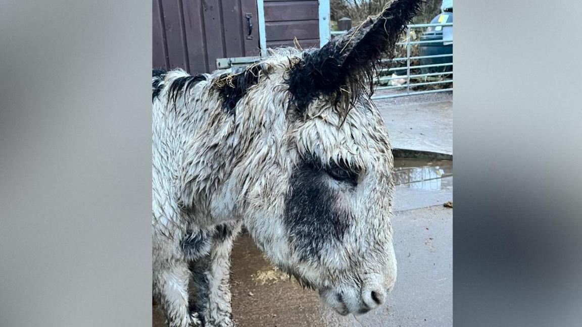 Donkey one of five to be dumped at sanctuary near Penrith - BBC News