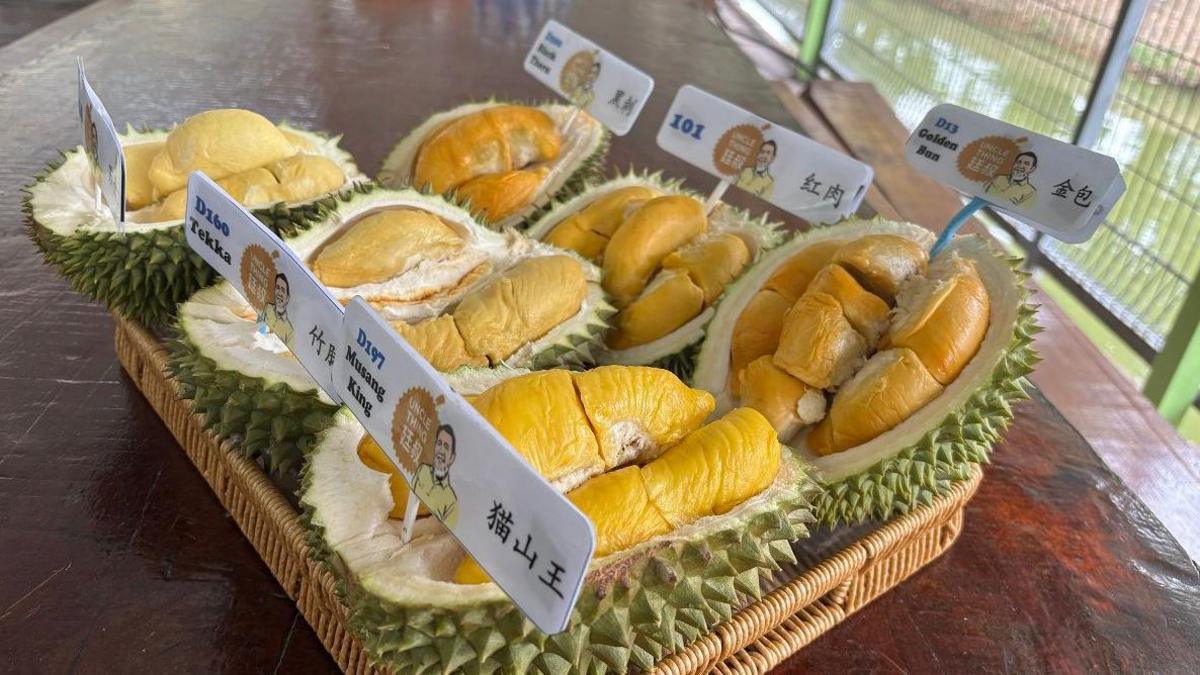 Town cashing-in on China's billion-dollar appetite for luxury durian ...