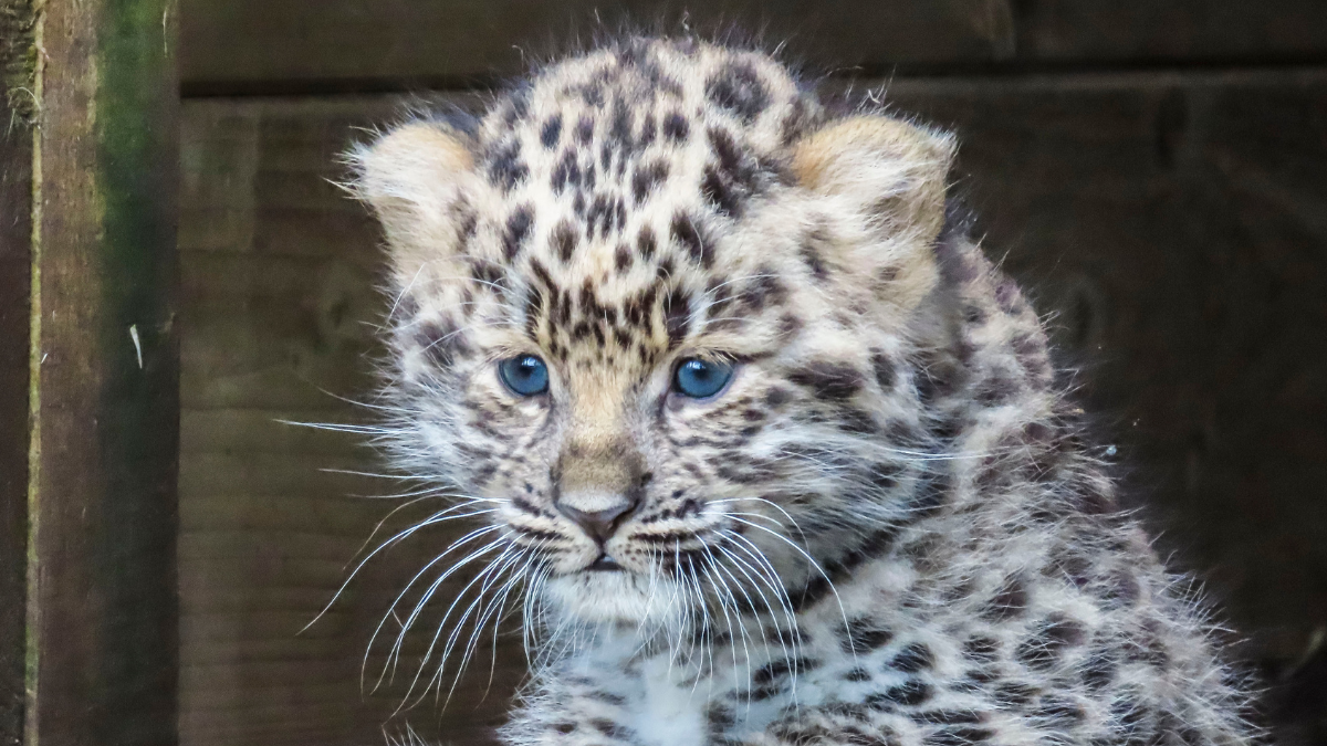 Rare Amur leopard cub born at Dartmoor Zoo is named - BBC News