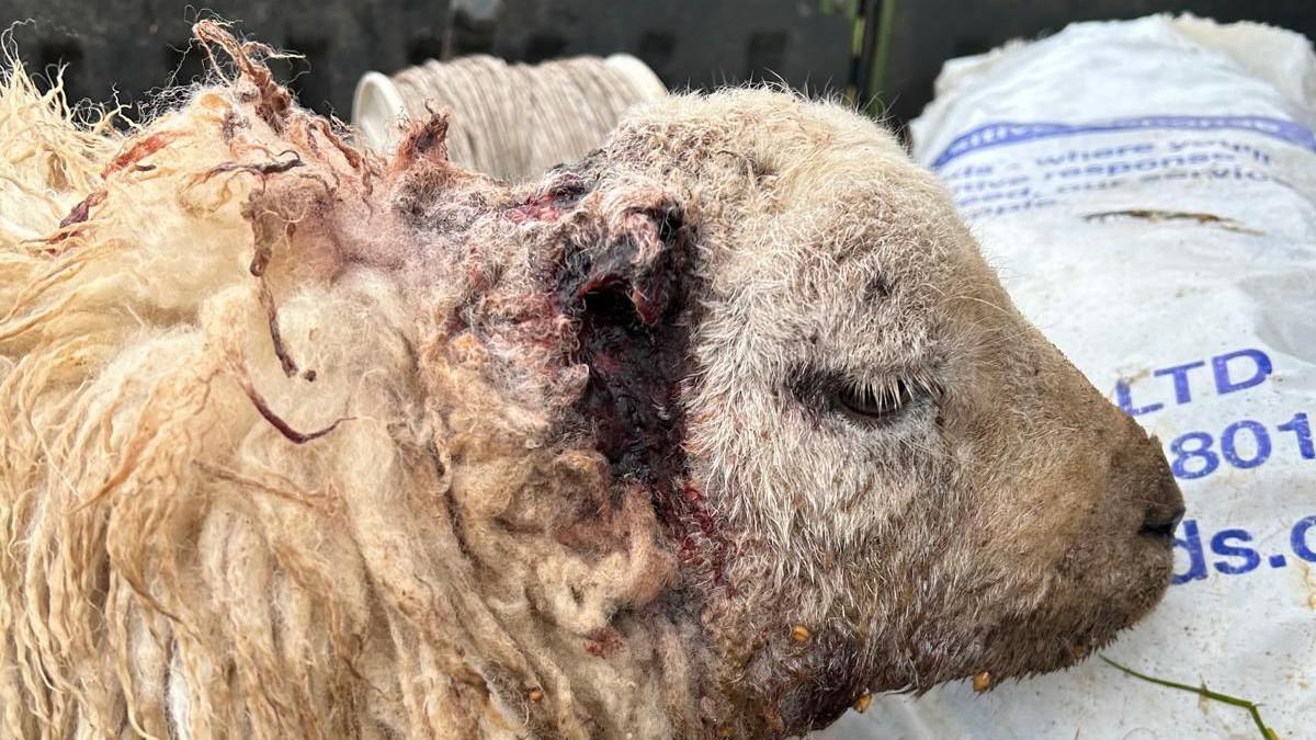 Farmers react to sheep attacks in Lincolnshire - BBC News