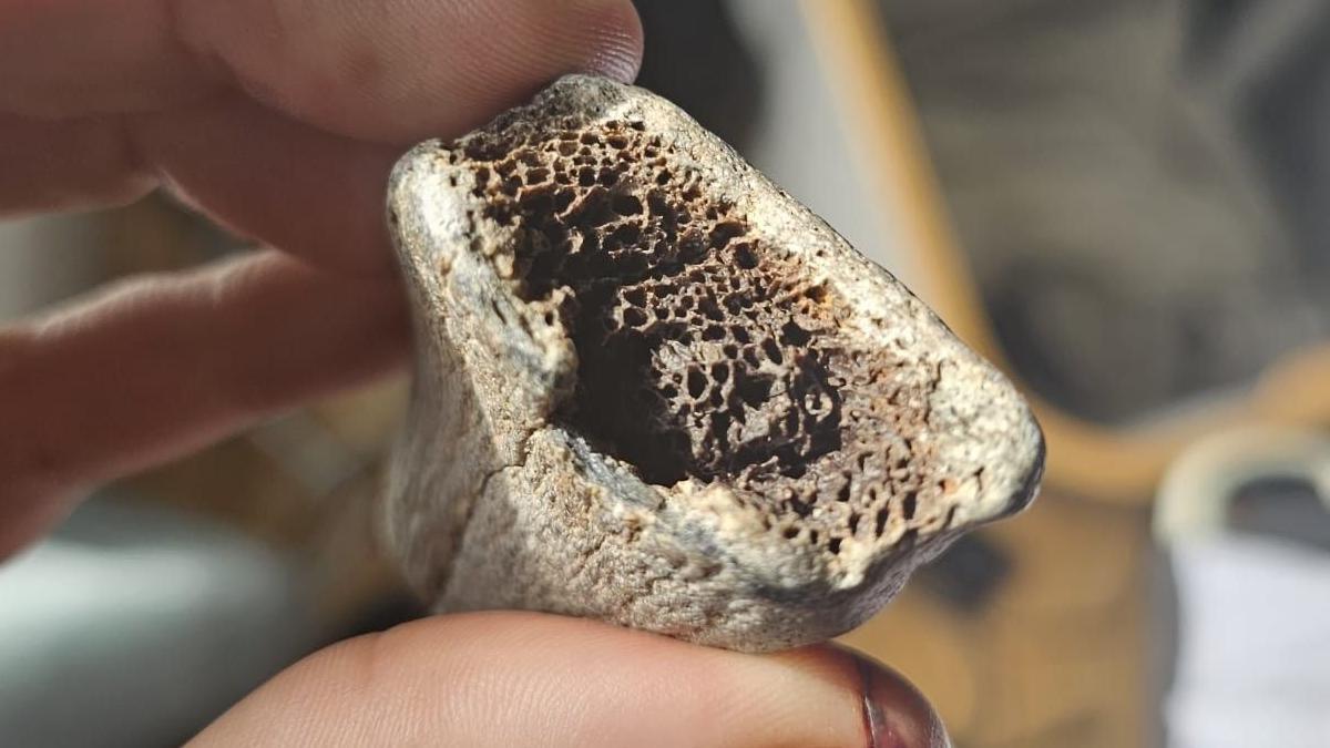 Ipswich girl's mammal bone find 'could be 500,000 years old' - BBC News