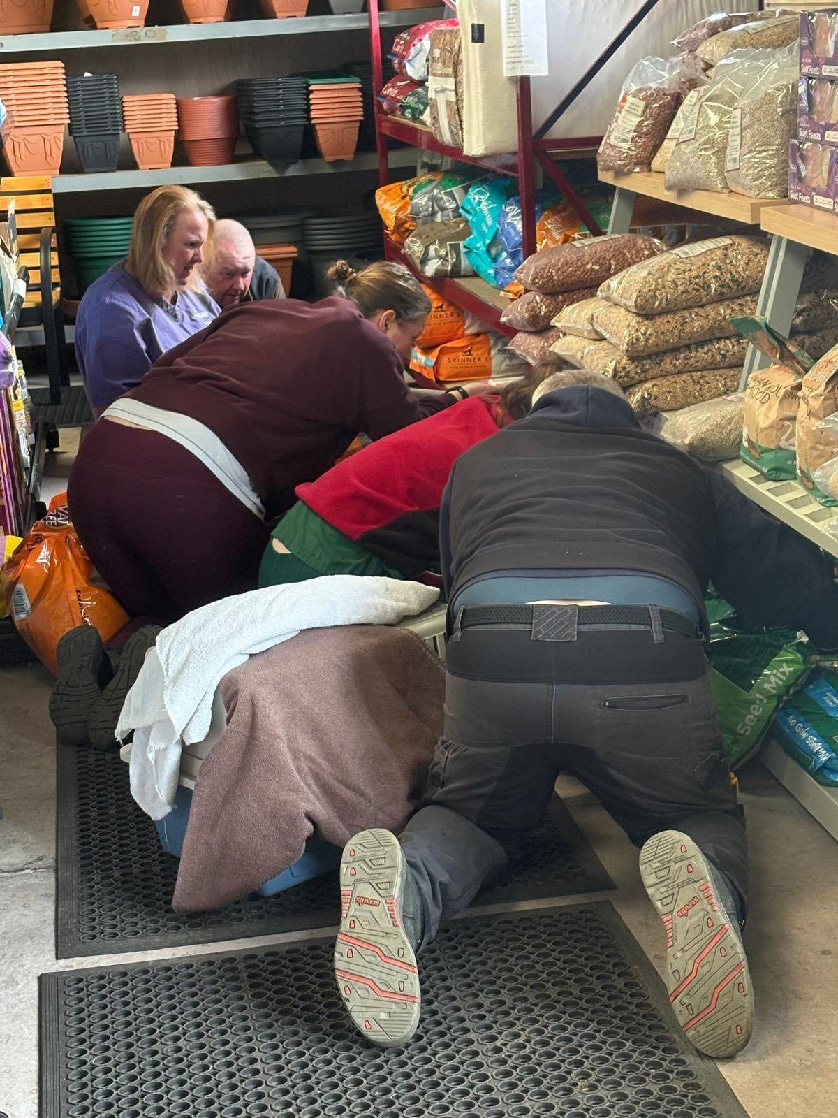 Otter caught by vets after Closeburn garden centre 'break-in' - BBC News