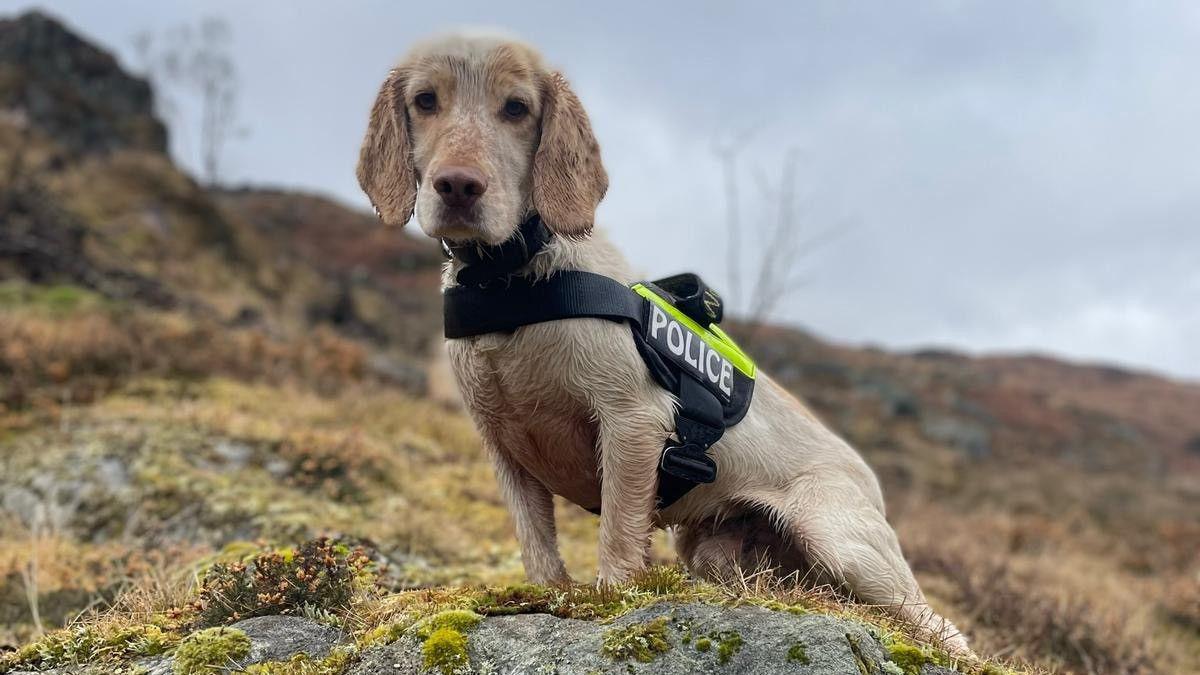 I love building a bond, says Wisbech champion dog handler - BBC News