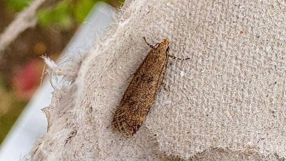 Northampton University student records rare Hollyhock Moth - BBC News