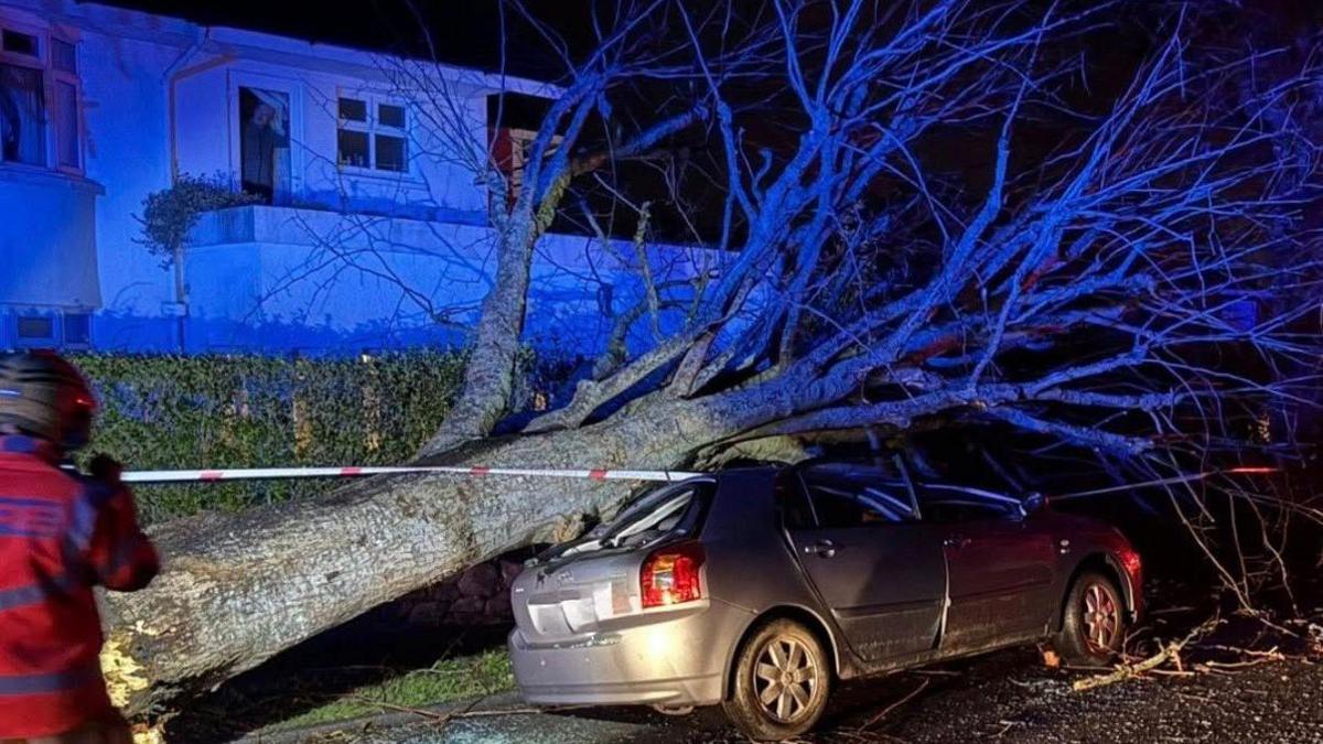 Guernsey tree appeal donations a 'great community effort' - BBC News