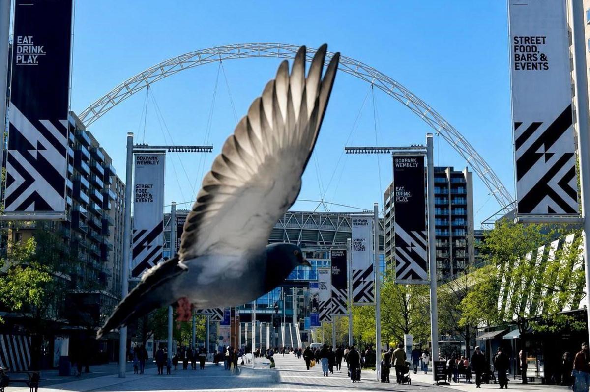 Hidden wildlife emerges in London cyclists' photo competition - BBC News