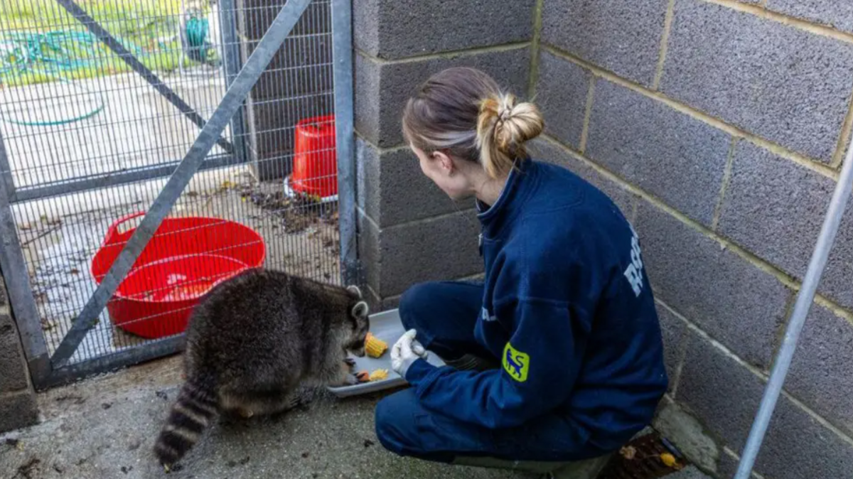 Cornwall raccoon and Devon seals make RSPCA's top 2025 rescues - BBC News