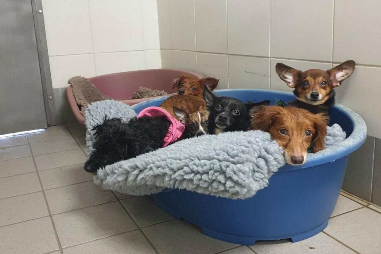 Dorset animal charity rescues 65 dogs from apartment - BBC News