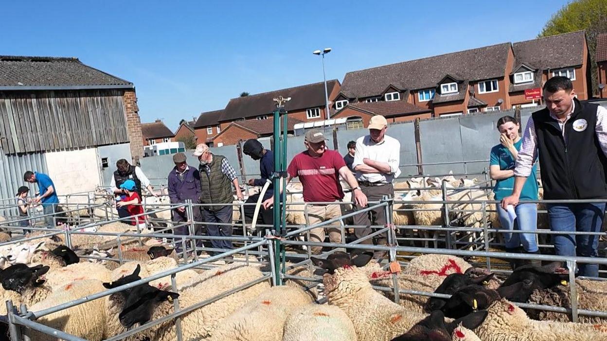 Last Oxfordshire cattle market to move out of Thame town centre - BBC News