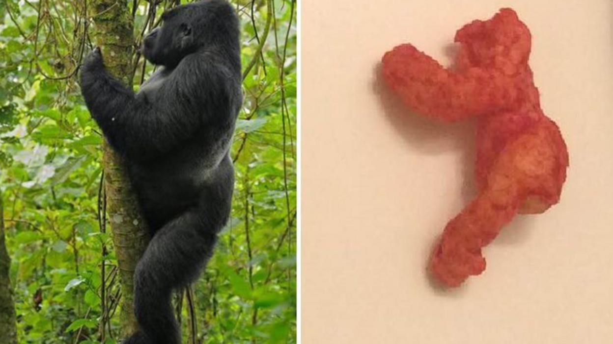 A Harambe-shaped Cheeto just sold for $100,000 - BBC Three