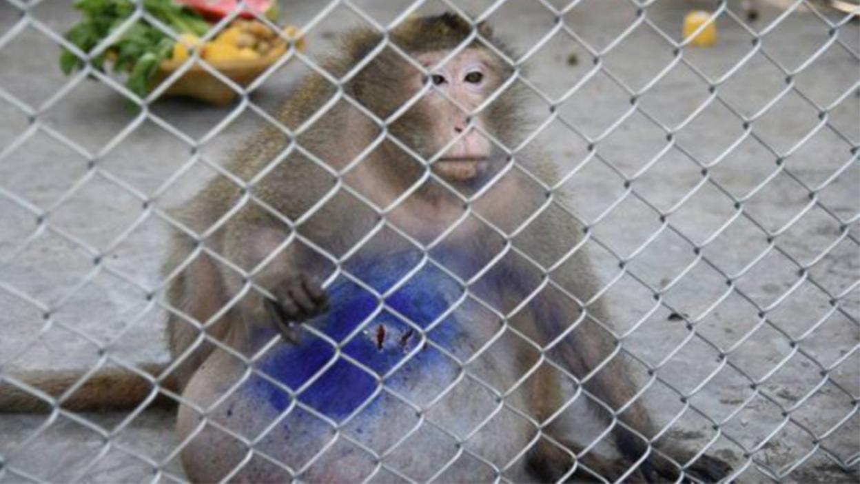 'Uncle Fatty' the obese monkey has completed his weight-loss camp - BBC ...