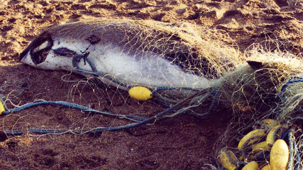 The fight to end seals, dolphins and whales dying in fishing nets - BBC ...