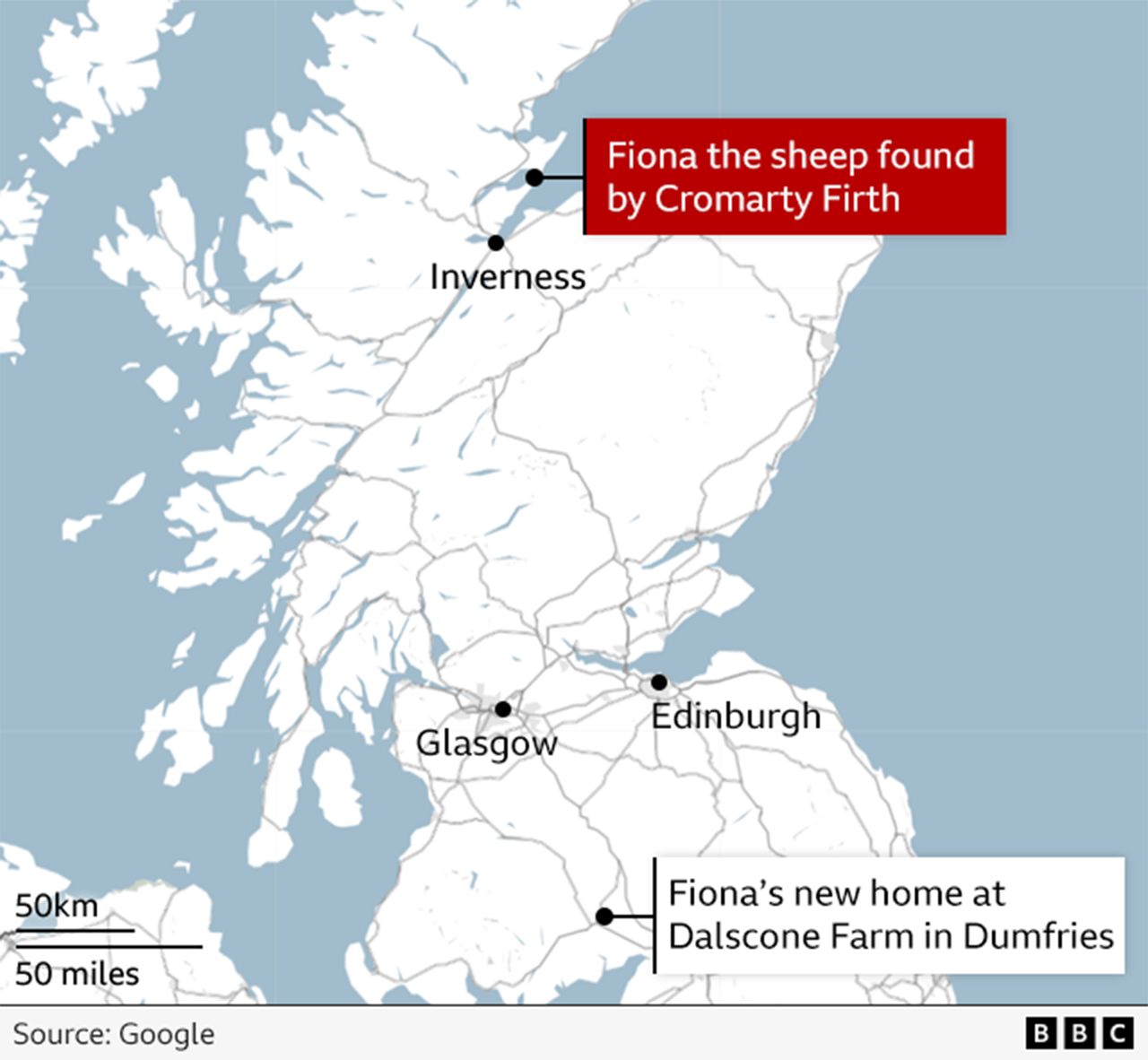 Fiona the 'loneliest' sheep's journey from solitude to motherhood - BBC ...