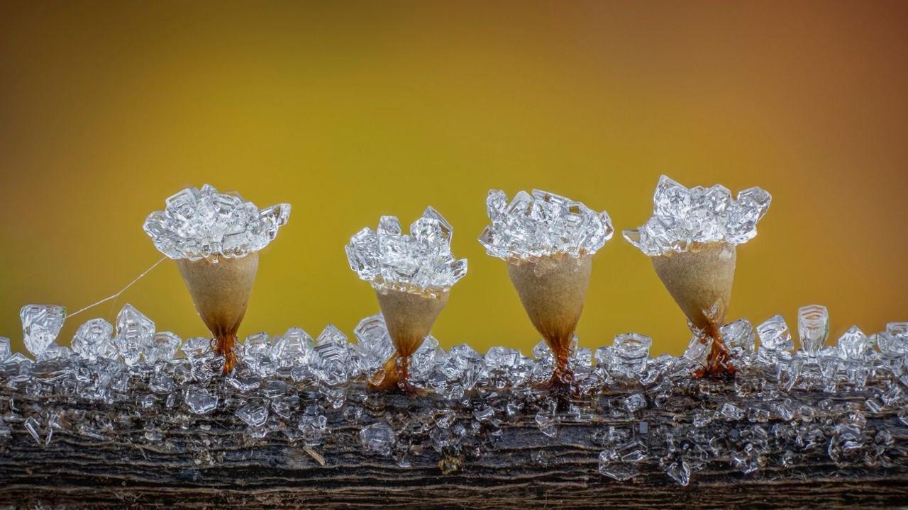 Slime mould - a hidden wonderland brought to life in photos - BBC News