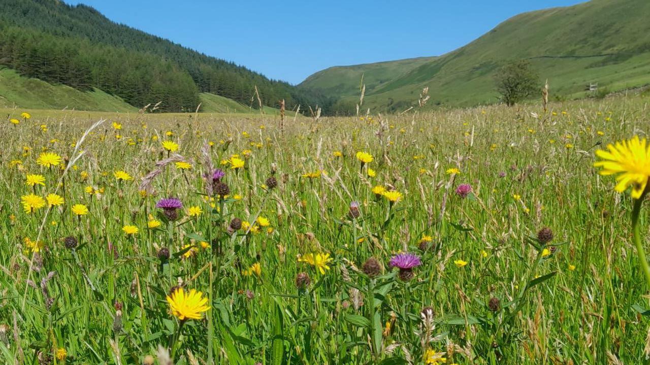 Why were acres of hay meadows restored in the Lake District? - BBC News