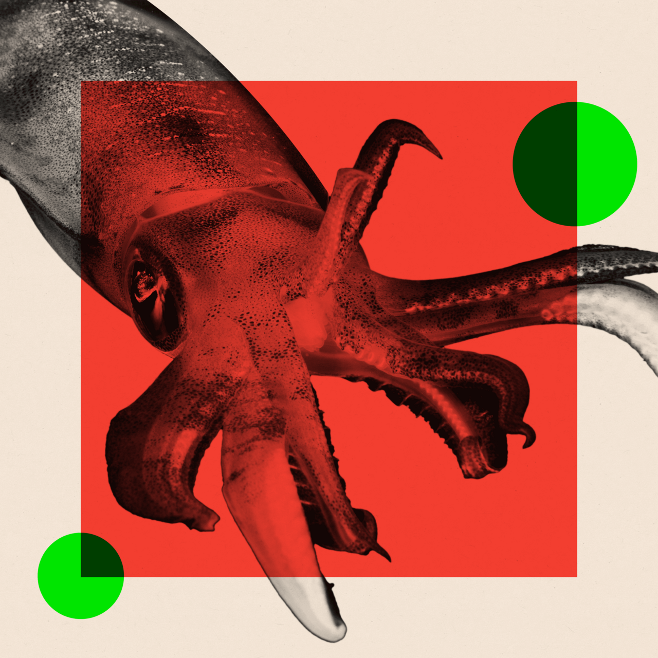 Are animals conscious? Some scientists now think they are - BBC News