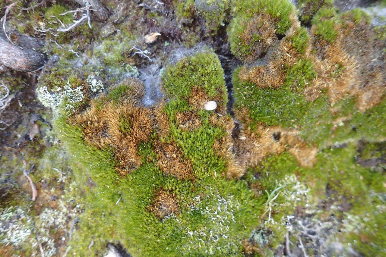 Killer fungus discovered that destroys UK invasive plant - BBC News
