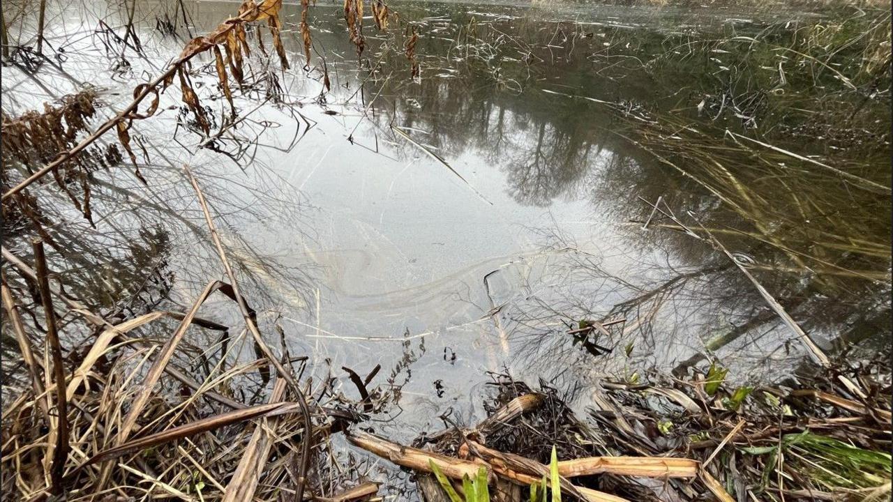Birds rescued after pond near River Trent contaminated by oil - BBC News