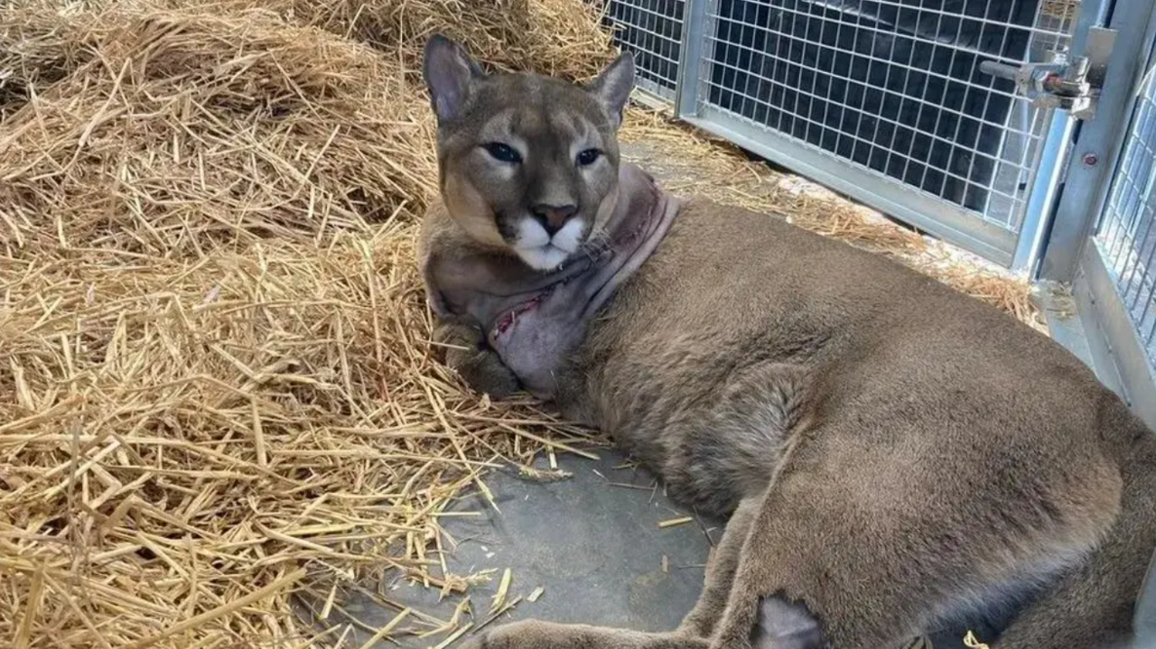 Three-legged puma Nigel remembered with memorial - BBC News