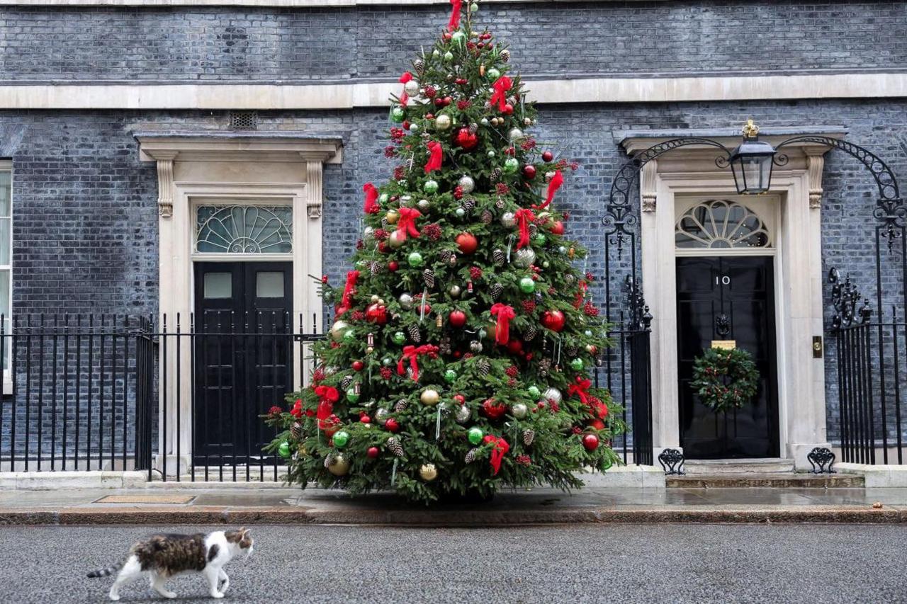 Leicestershire's Downing Street Christmas tree goes on display - BBC News