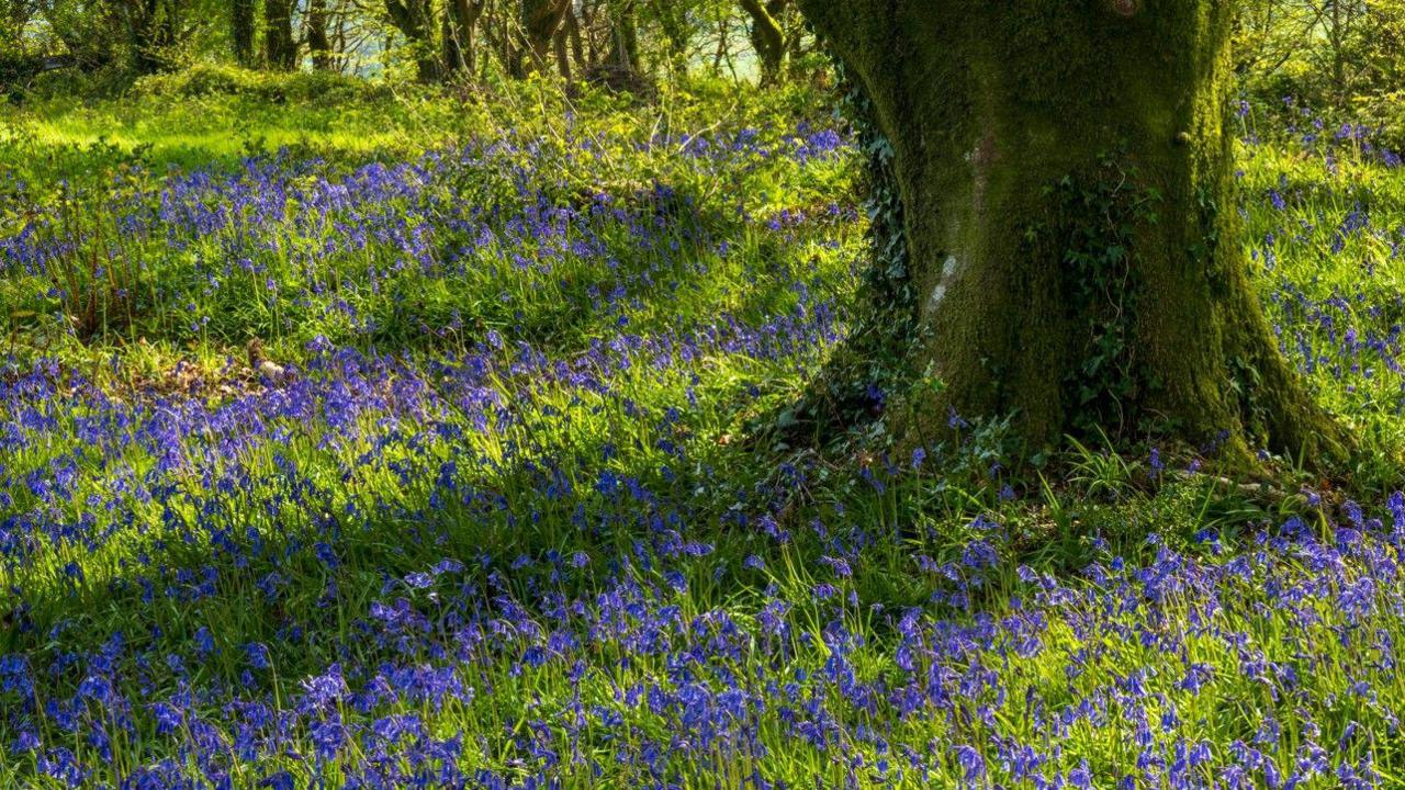 Where to see bluebells in the south this Easter - BBC News