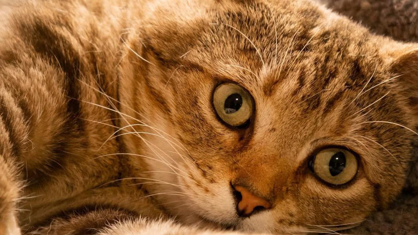 Cardiff woman spends £40,000 neutering cats as population 'booms' - BBC ...