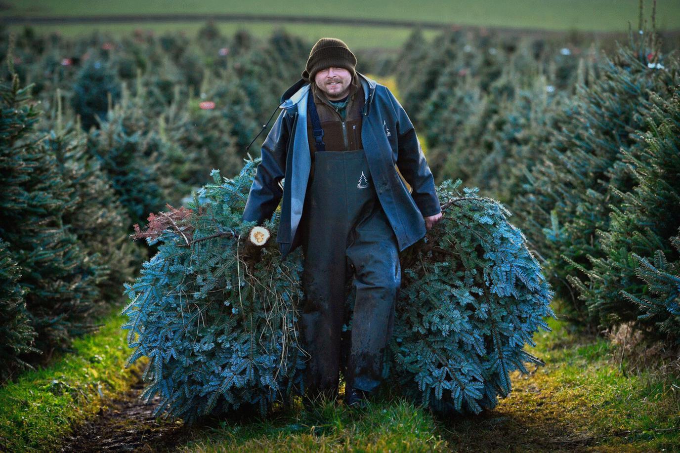 In pictures: Christmas tree crop ready - BBC News
