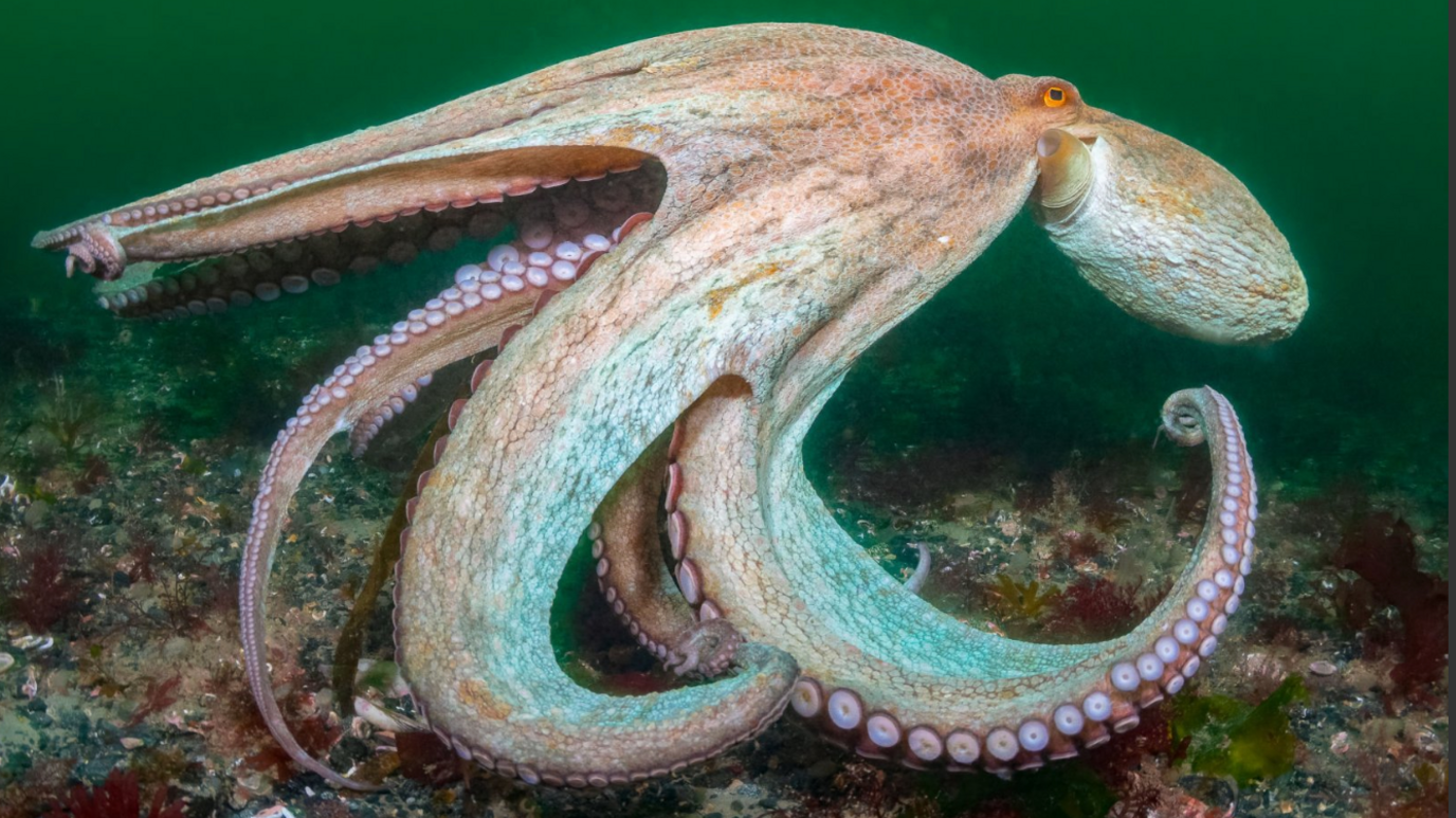 Octopus boom wipes £500k off shellfish landings - report - BBC News