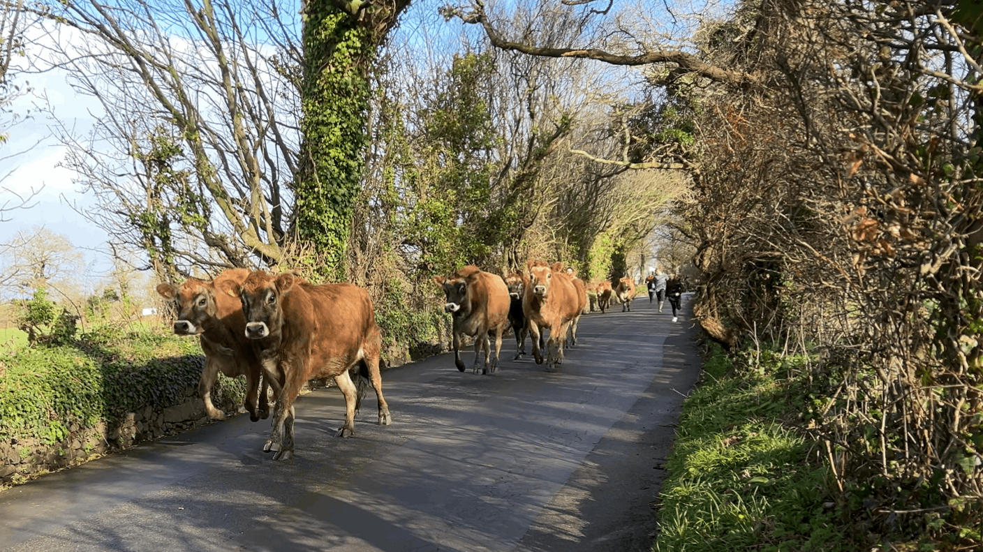 The Jersey farm with a volunteer waiting list to help move cows - BBC News