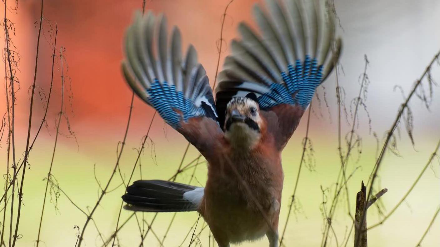 Your pictures of birds in Cumbria as garden project takes off - BBC News
