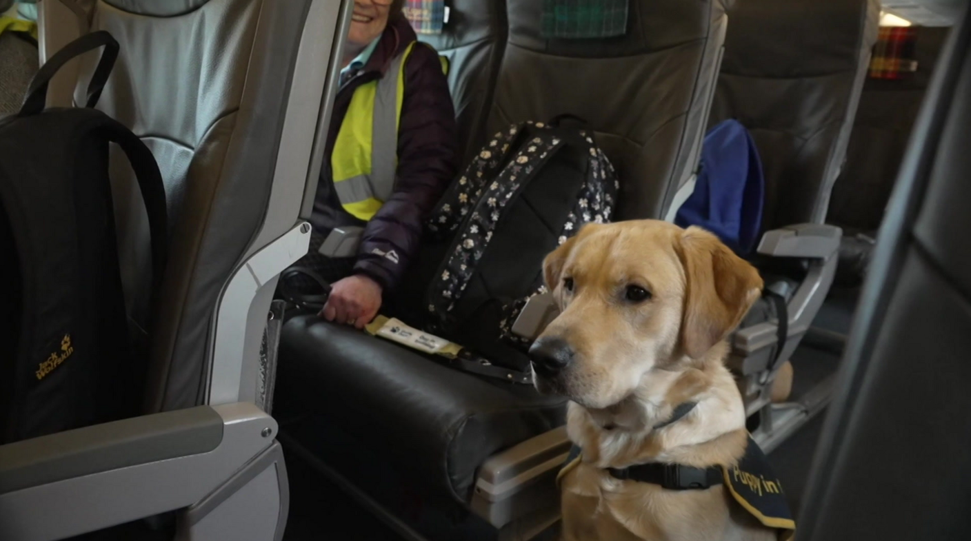 Southampton Airport hosts first guide dog training session - BBC News