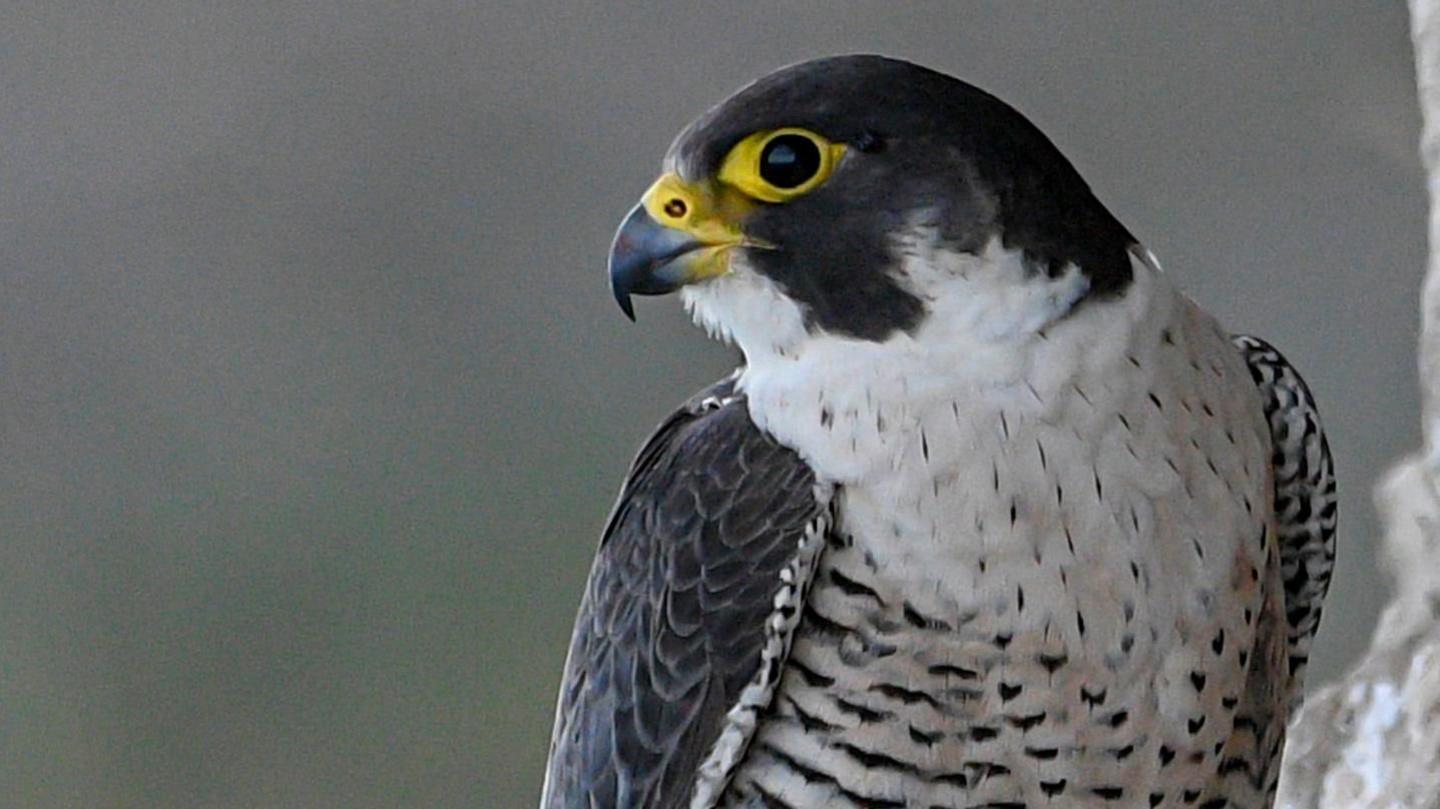 Higham Ferrers peregrine falcon webcams capture life in the nest - BBC News